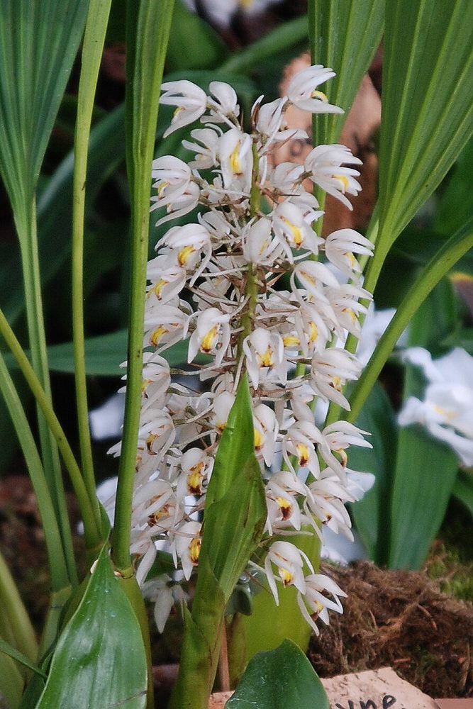 Orchideje